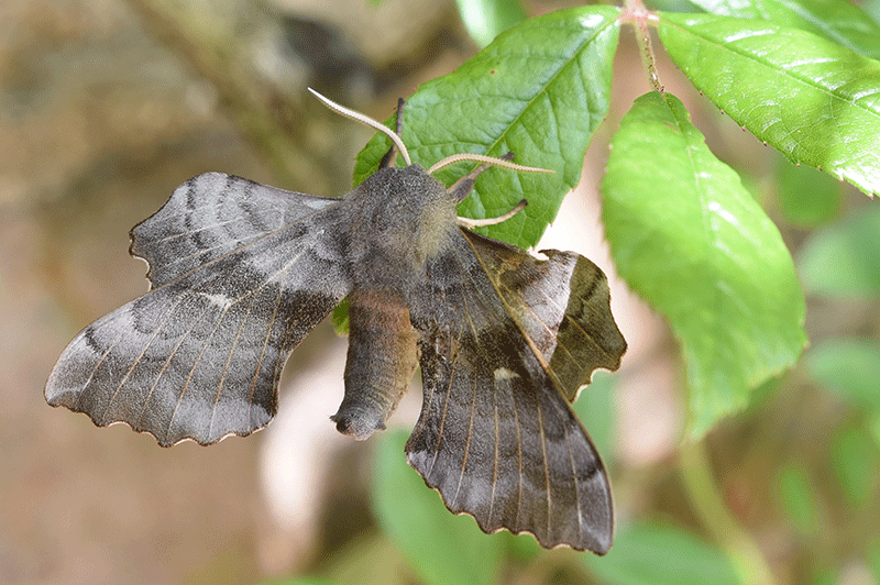 Mimétisme et couleurs dans la nature [COMPLET] | La Roche Jagu